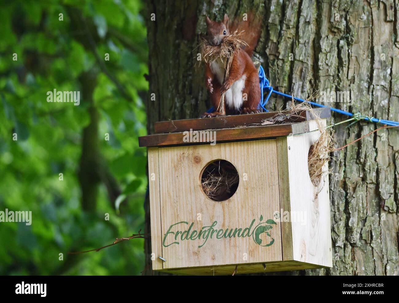 Squirrel (Sciurus) fetches nesting material from a nesting hole on a ...