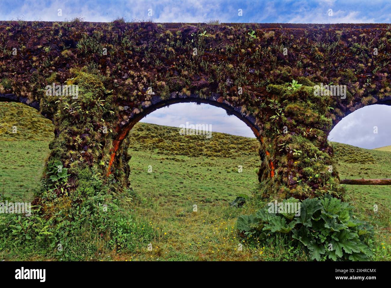 Overgrown historical aqueduct Muro das Nove Janelas with moss-covered ...