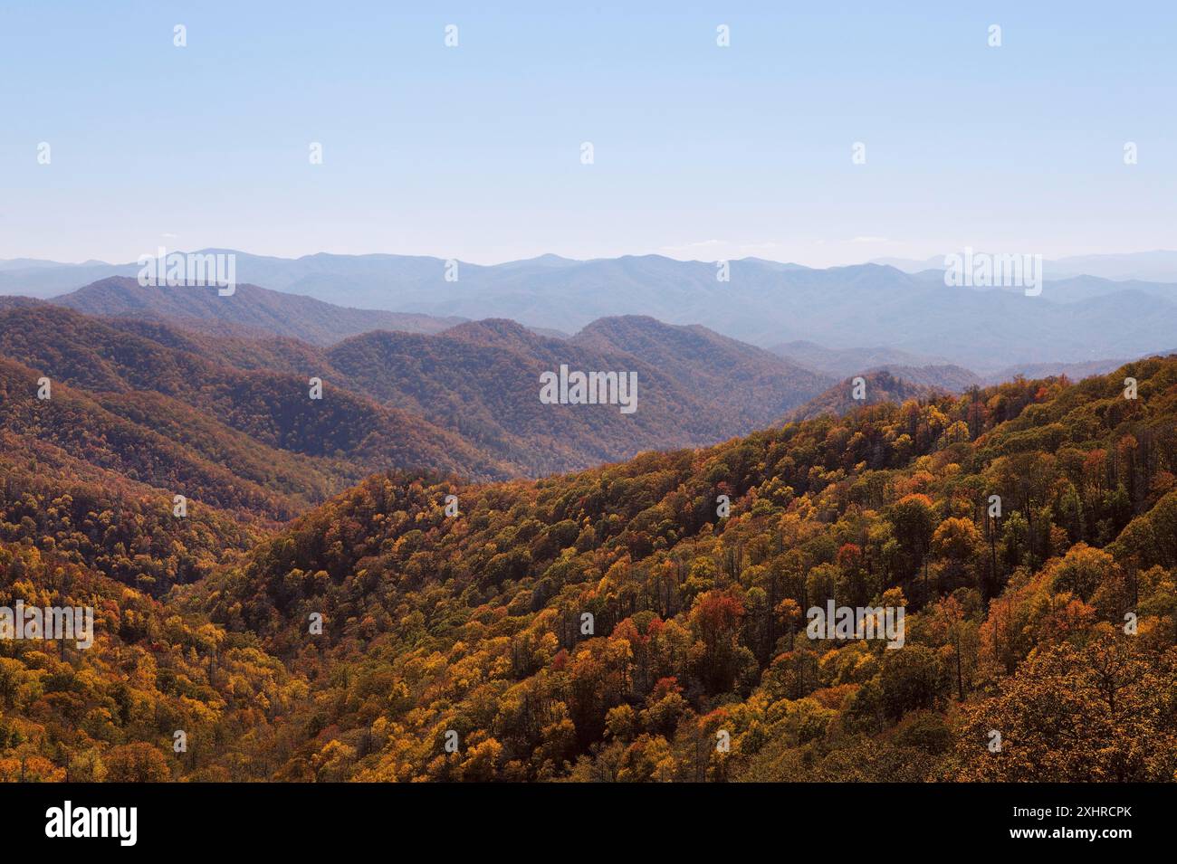 Usa tennessee maple tree hi-res stock photography and images - Alamy