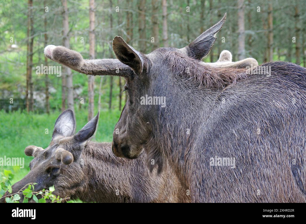 Dalsland moose hi-res stock photography and images - Alamy