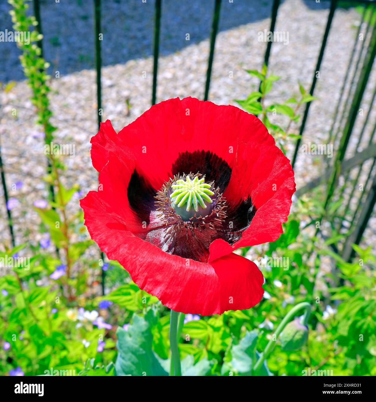 Large red poppy, Devizes. Taken July 2024. Summer Stock Photo - Alamy