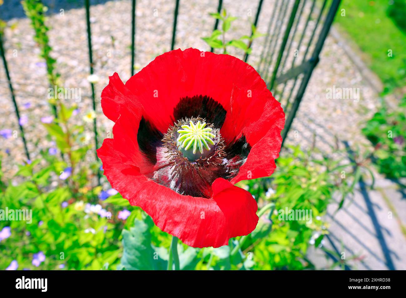 Large red poppy, Devizes. Taken July 2024. Summer Stock Photo - Alamy