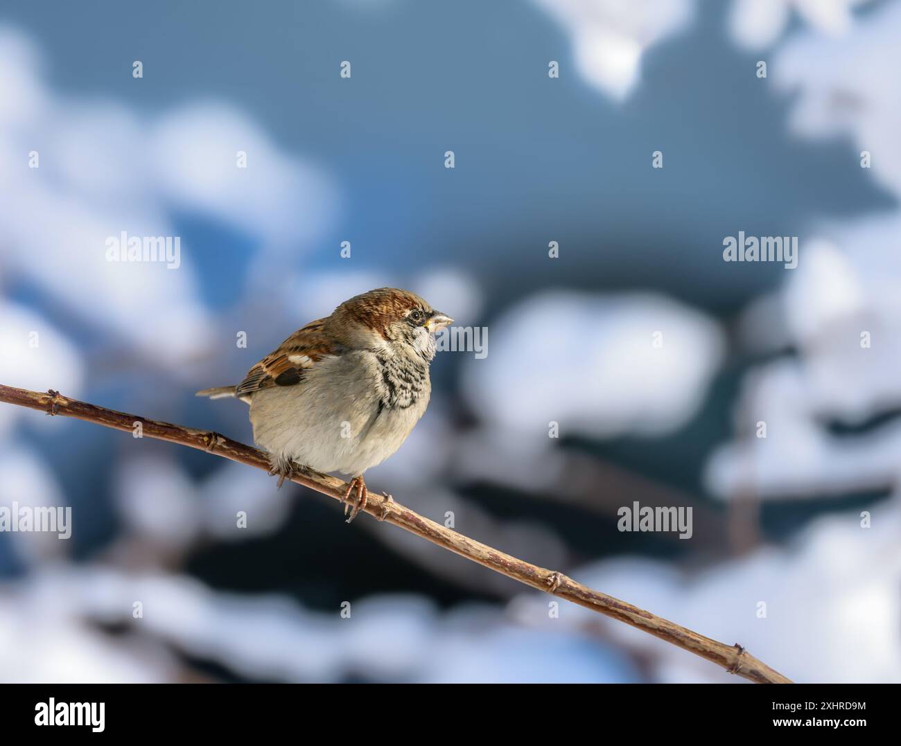 Closeup snow on bush hi-res stock photography and images - Alamy