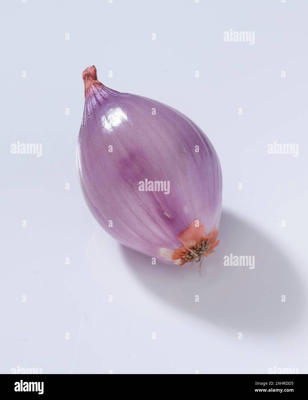 Common onion (Allium cepa), on white background, studio shot Stock ...
