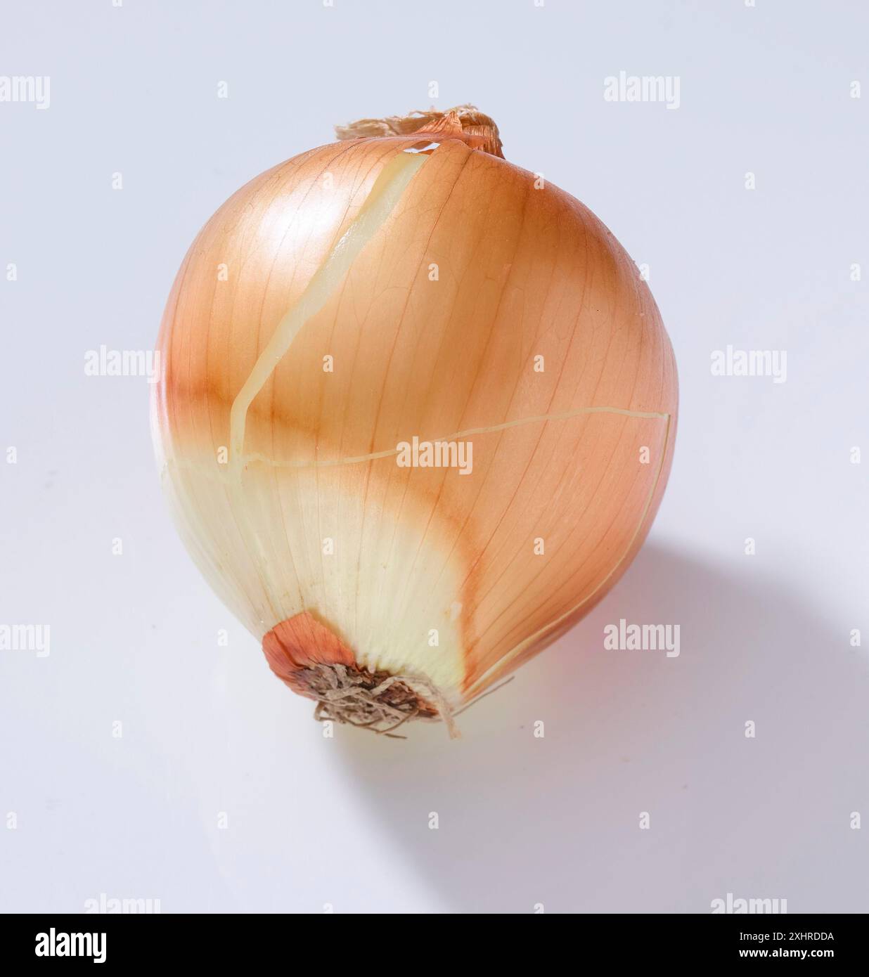 Common onion (Allium cepa), on white background, studio shot Stock ...