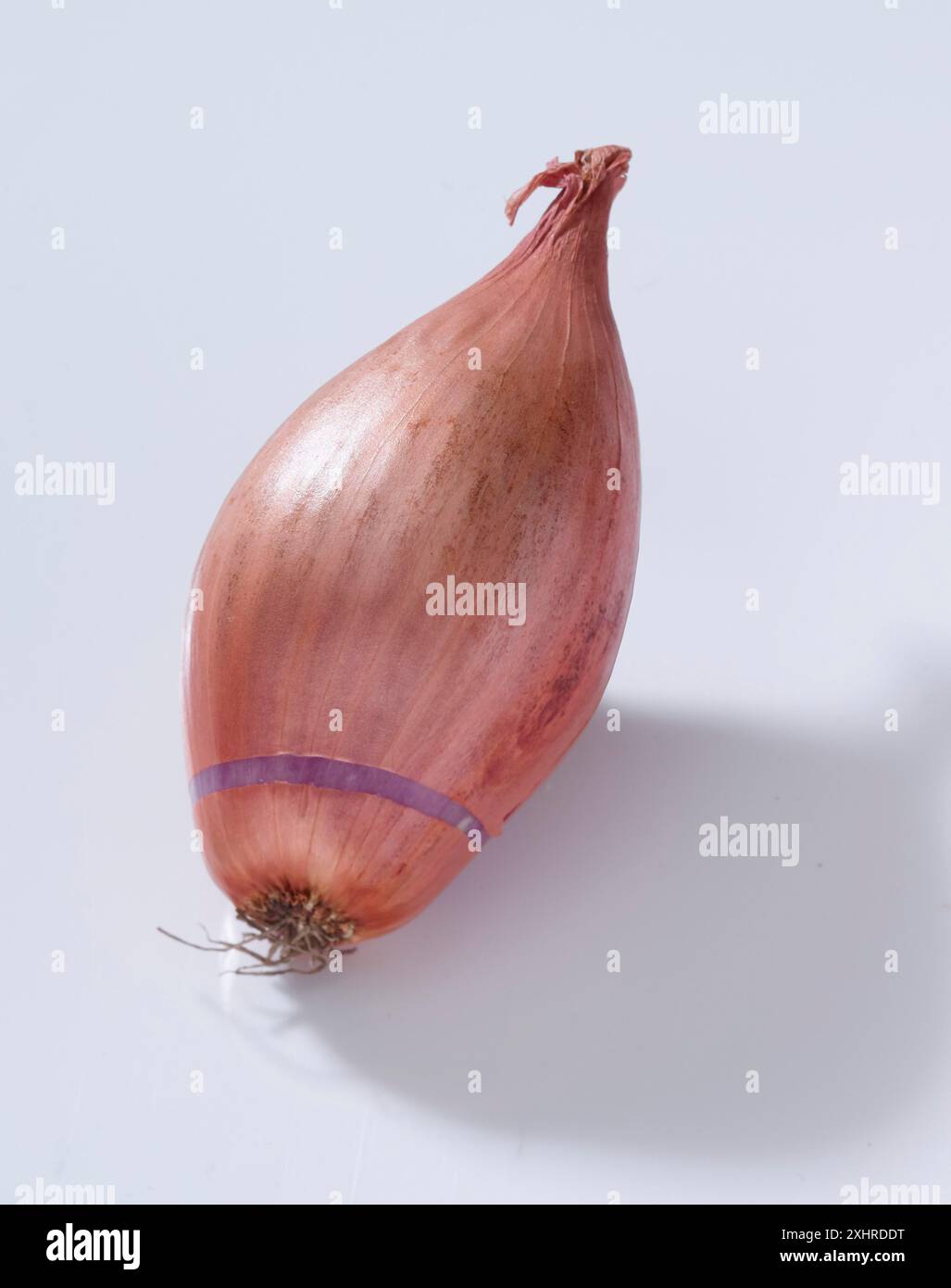Common onion (Allium cepa), on white background, studio shot Stock ...