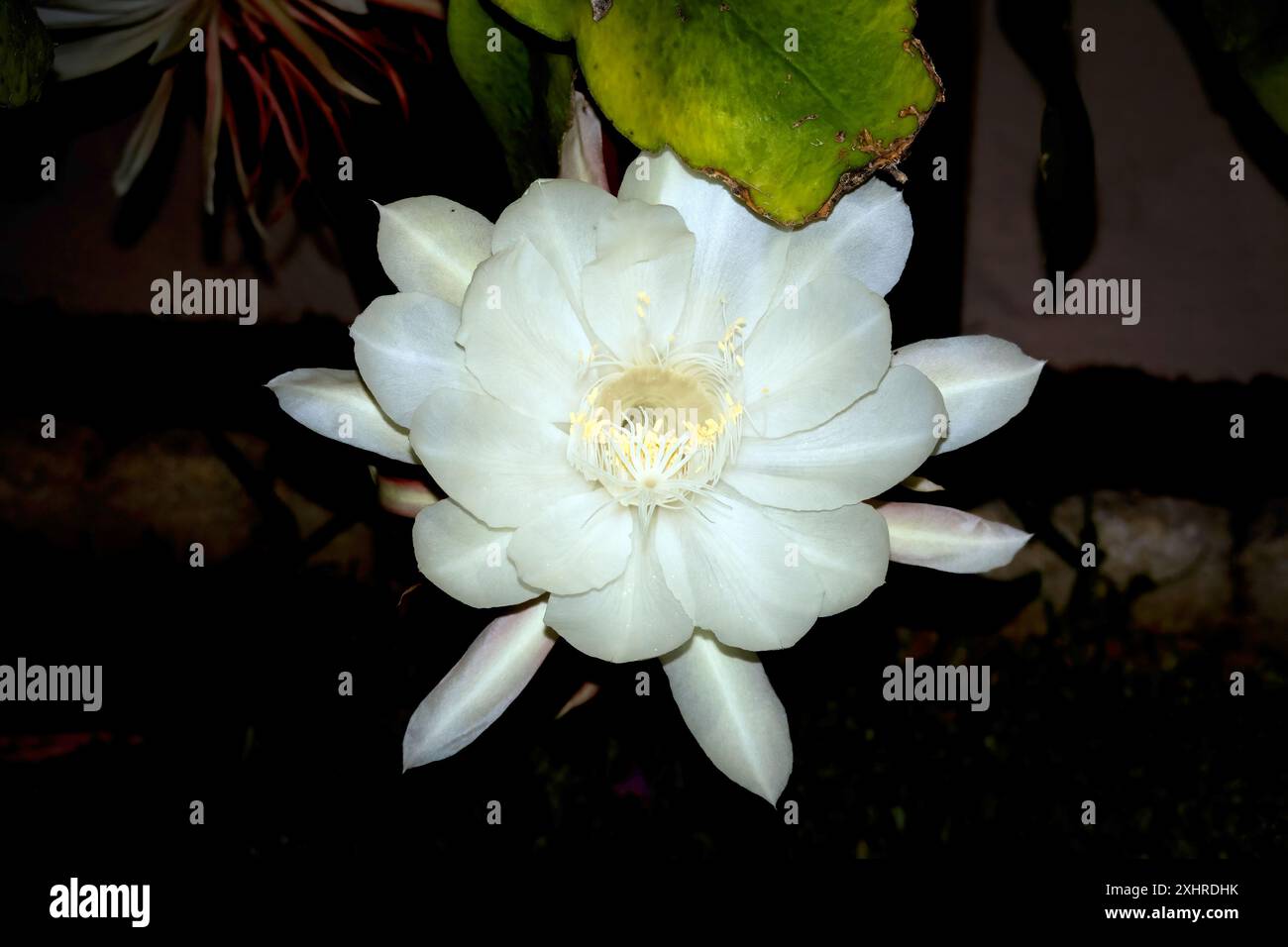 Epiphyllum oxypetalum, also known as the Dutchman's pipe cactus ...