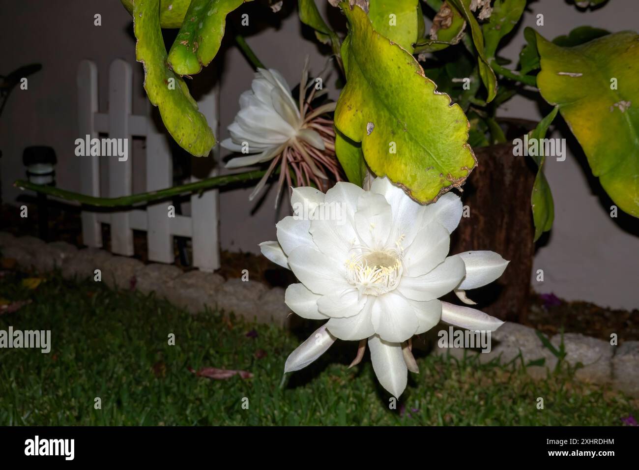 Epiphyllum oxypetalum, also known as the Dutchman's pipe cactus ...