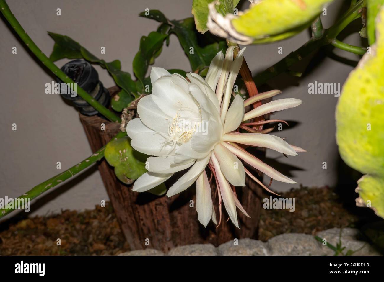 Epiphyllum oxypetalum, also known as the Dutchman's pipe cactus ...