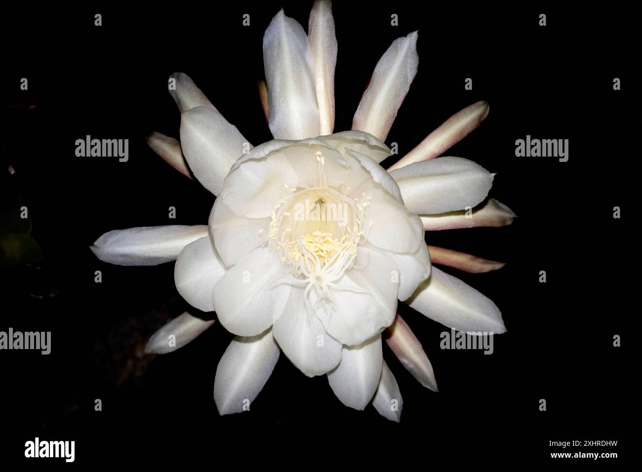 Epiphyllum oxypetalum, also known as the Dutchman's pipe cactus ...