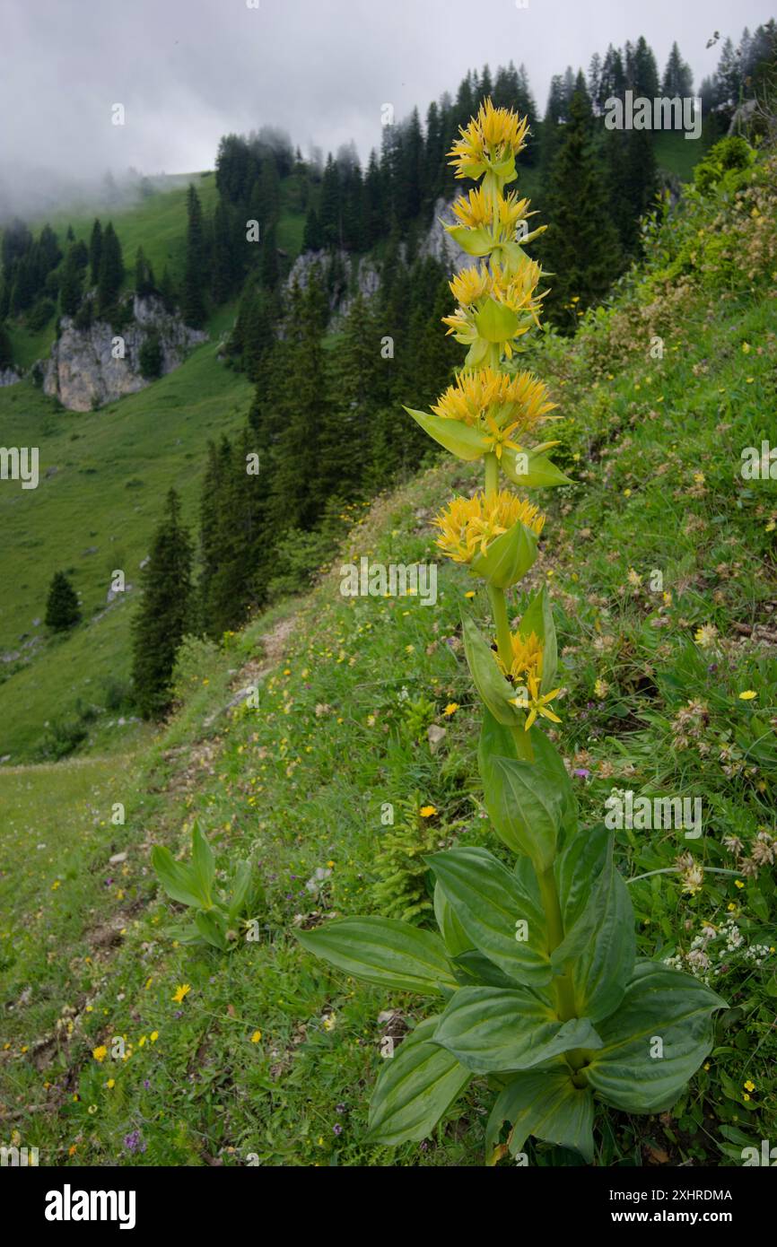 View of a gentian on the ideal slope, Great yellow gentian (Gentiana ...