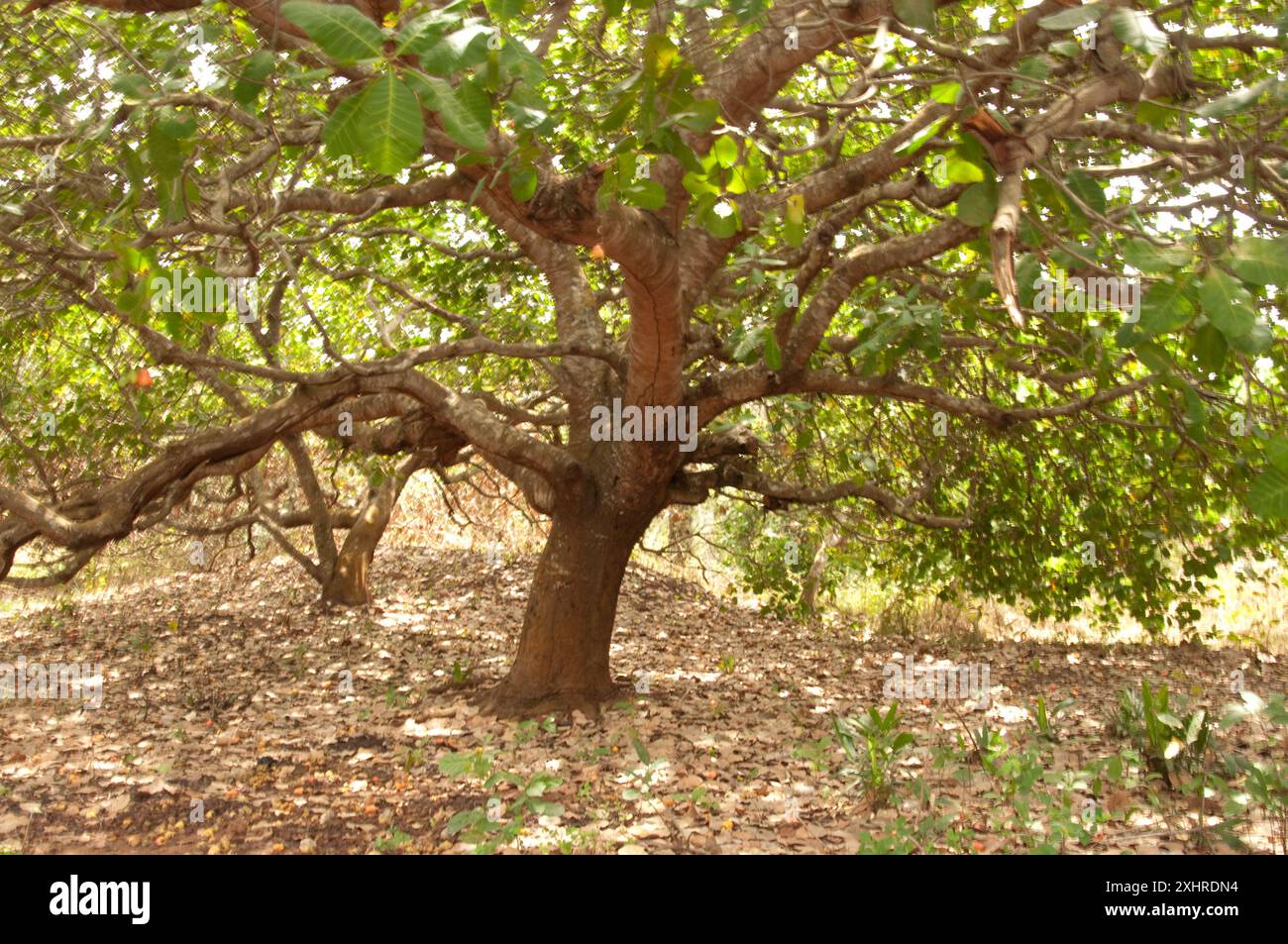 Cashew tree, Kogi State, Nigeria, Africa Stock Photo - Alamy