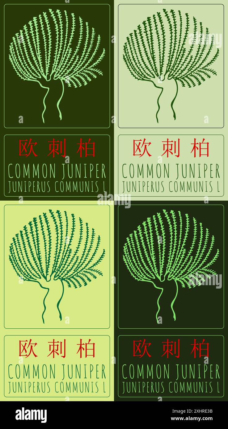 Set of vector drawing COMMON JUNIPER in Chinese in various colors. Hand ...