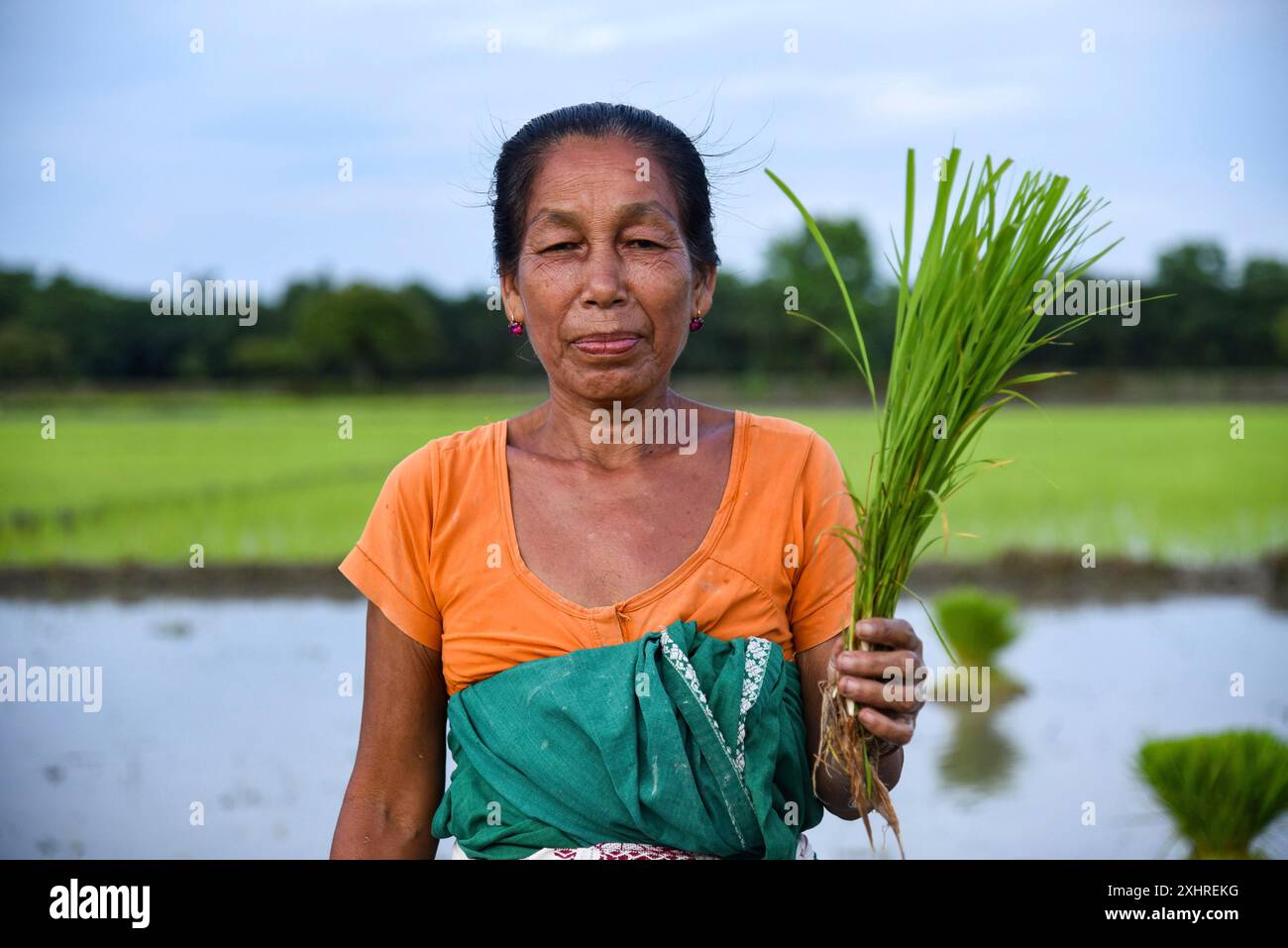 A woman farmer holding rice saplings as she posed for photograph, at a ...