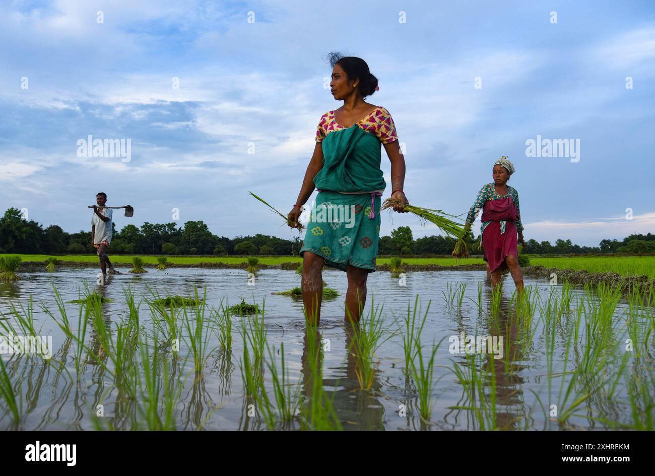 Rice cultivation assam hi-res stock photography and images - Alamy