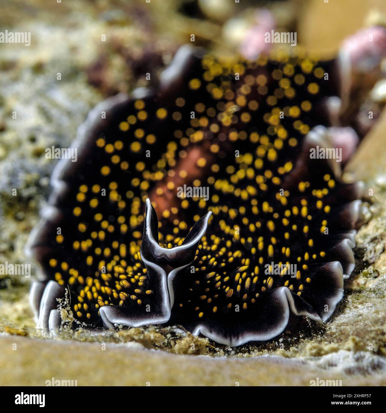 Extreme close-up of head of golden warty flatworm (Thysanzoon ...
