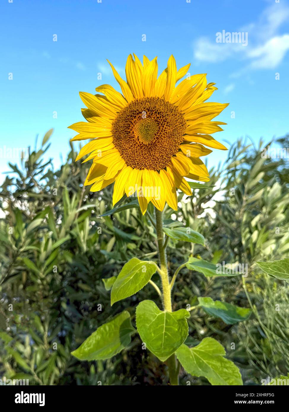 Common sunflower (Helianthus annuus) has flower with yellow petals open ...