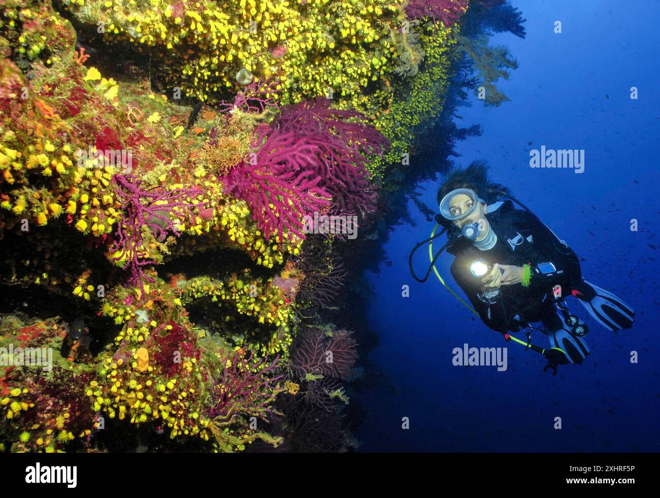 Scuba diver female diver swimming dives on rocky reef reef wall with ...