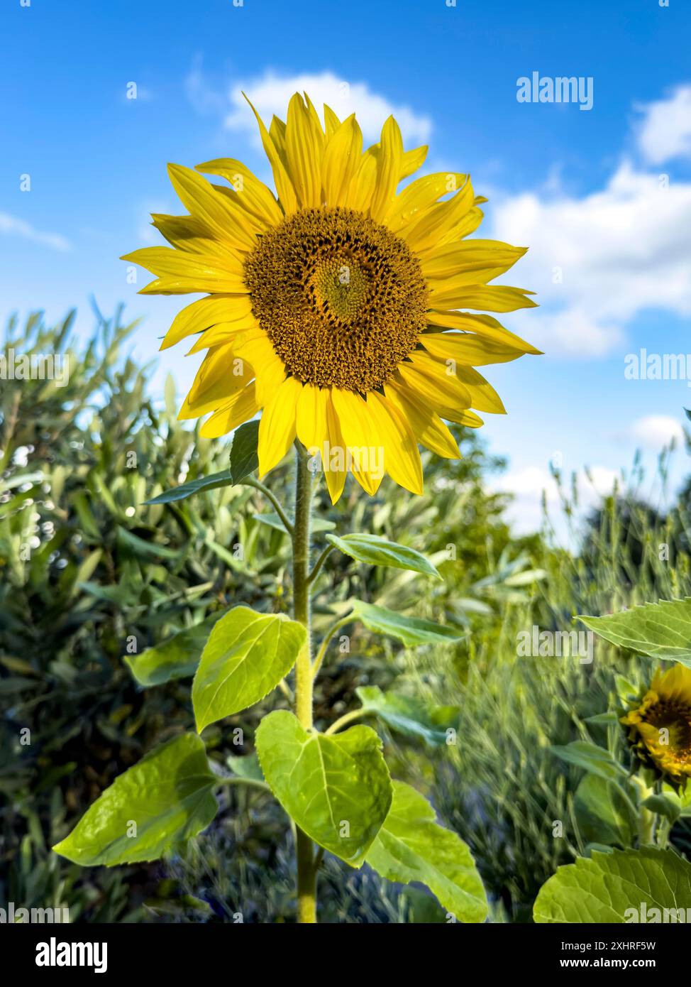 Common sunflower (Helianthus annuus) has flower with yellow petals open ...