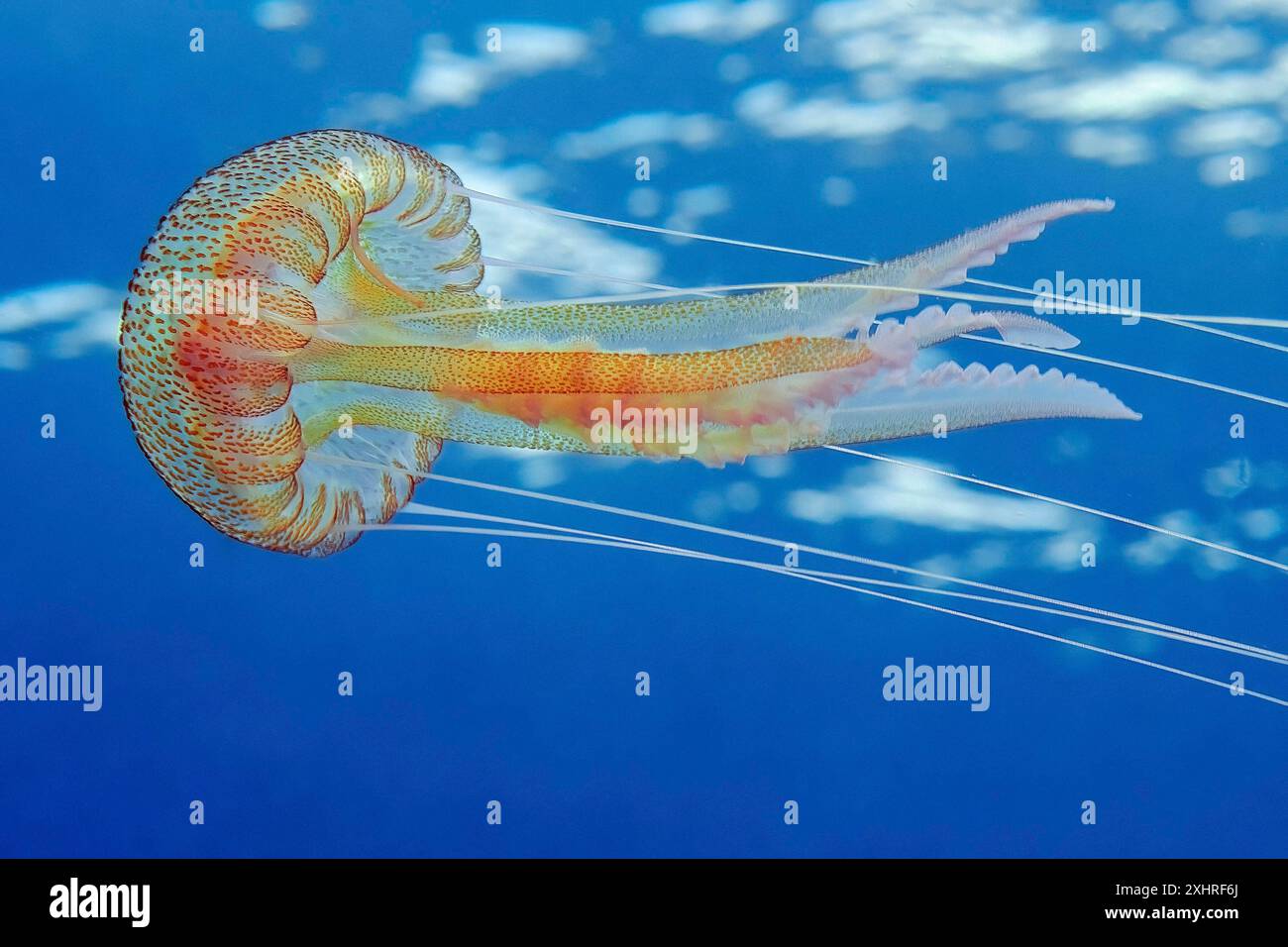 Mauve stinger (Pelagia noctiluca) Fire jellyfish Umbrella jellyfish ...