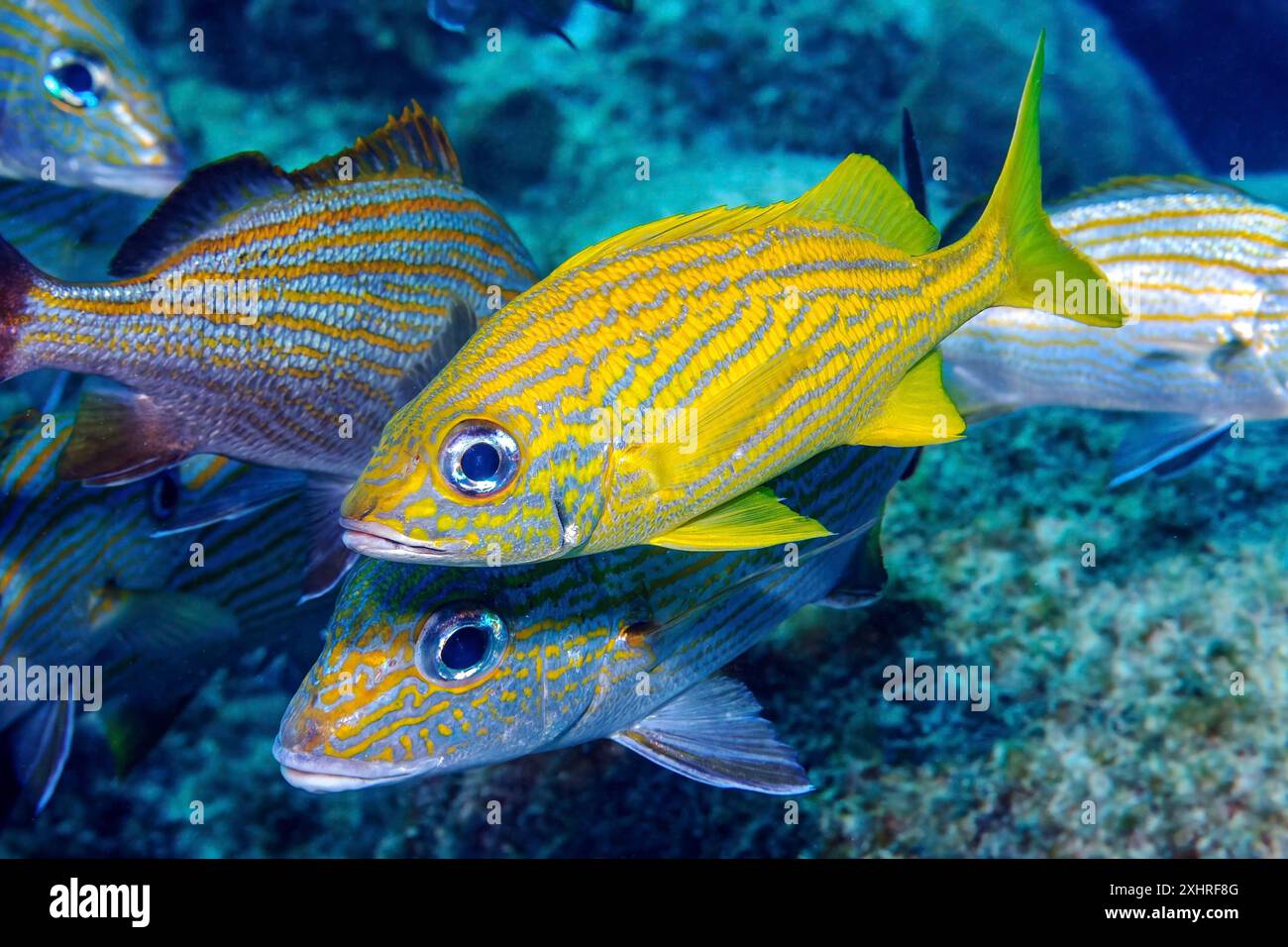 French grunt (Haemulon sicurus) French grunt Yellow grunt swims through ...