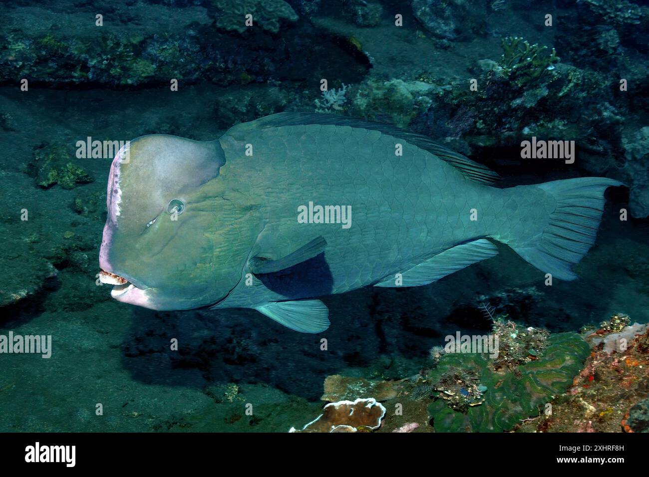 Green humphead parrotfish (Bolbometopon muricatum) Humphead parrotfish ...