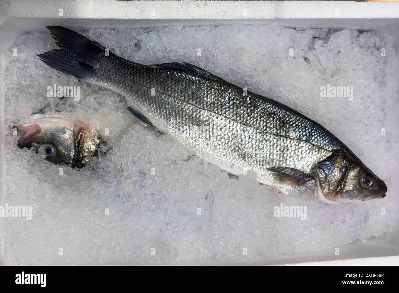 Display of fish caught whole fish European bass (Dicentrarchus labrax ...