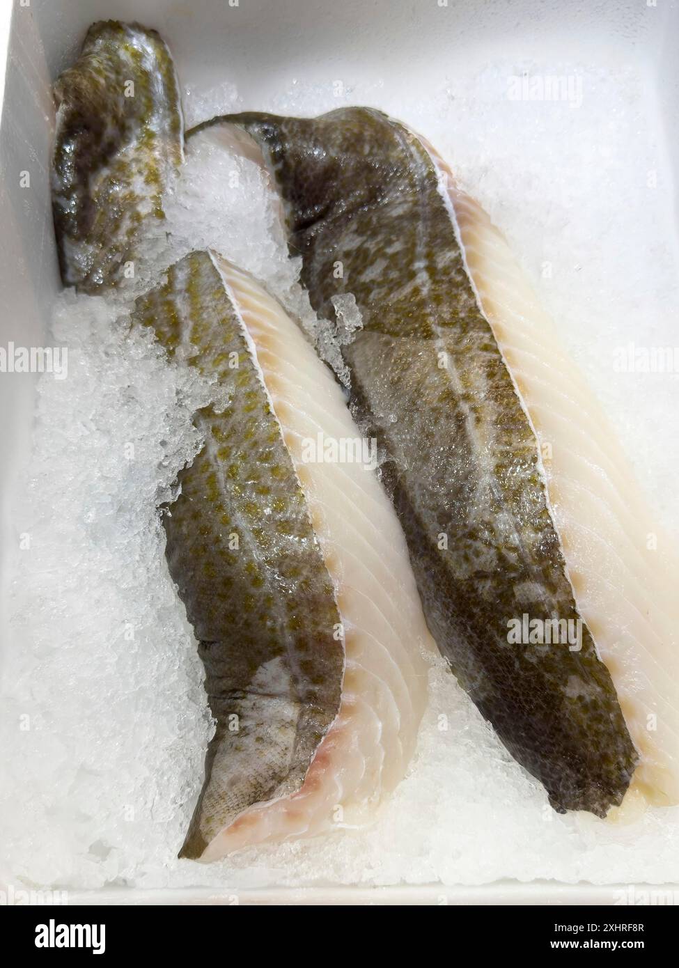 Display of fish caught fish fresh fish cod loins loins of atlantic cod (Gadus morhua) on ice in ...