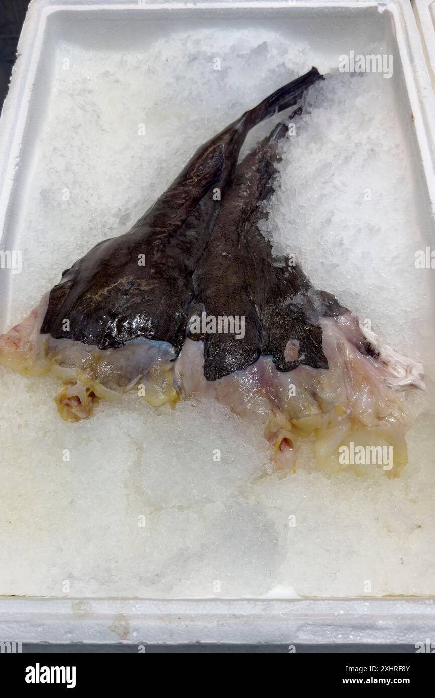 Display of fishing caught fish fresh fish two monkfish tails tail of ...