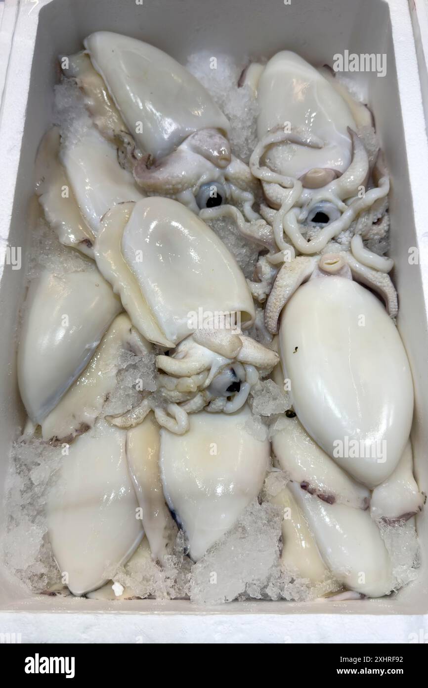 Display of fish caught large quantity of cuttlefish (Sepia officinalis ...