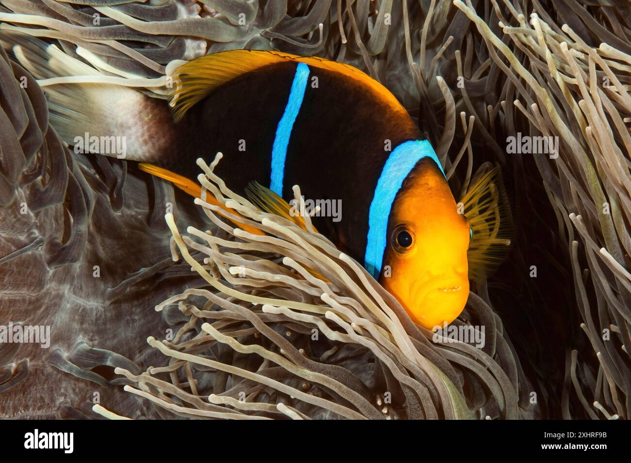 Orange-fin clownfish (Amphiprion chrysopterus) Bluefin anemonefish ...