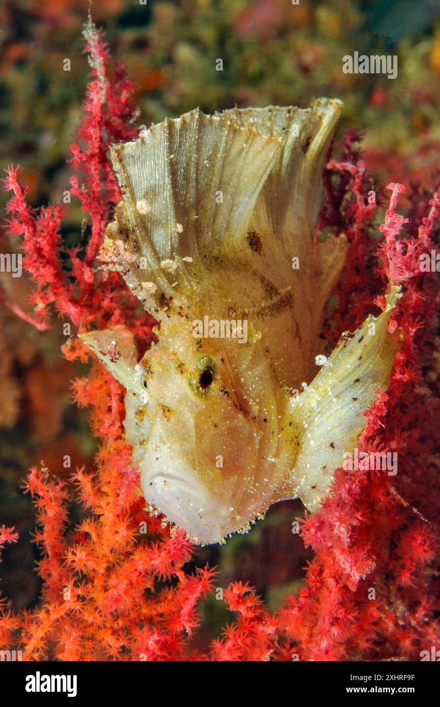 Yellow gorgonian (Taenianotus triacanthus) Swinging fish sitting in ...