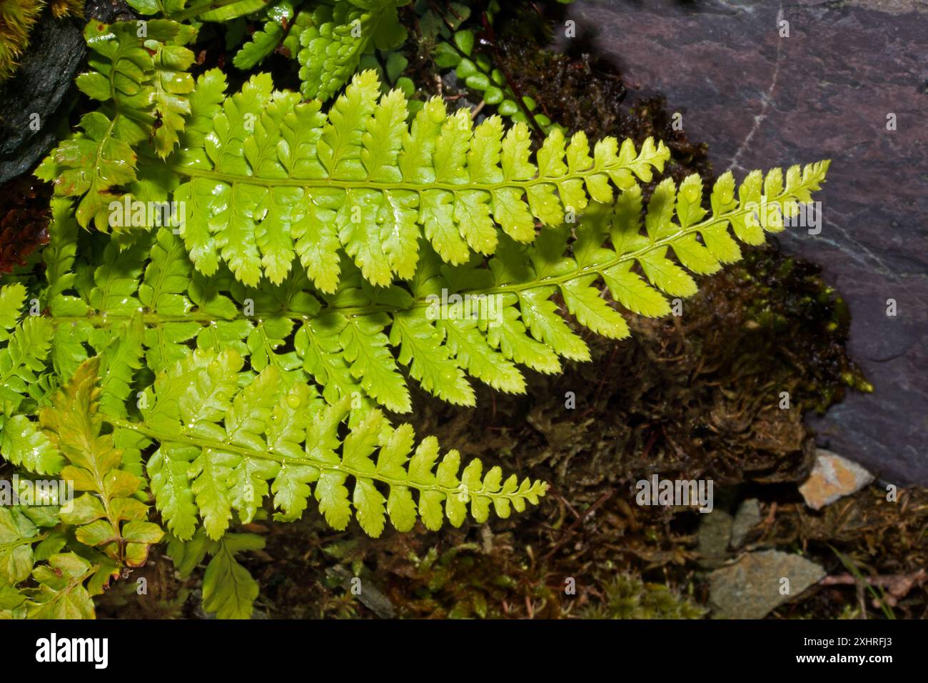 Mostly found in eurasia hi-res stock photography and images - Alamy