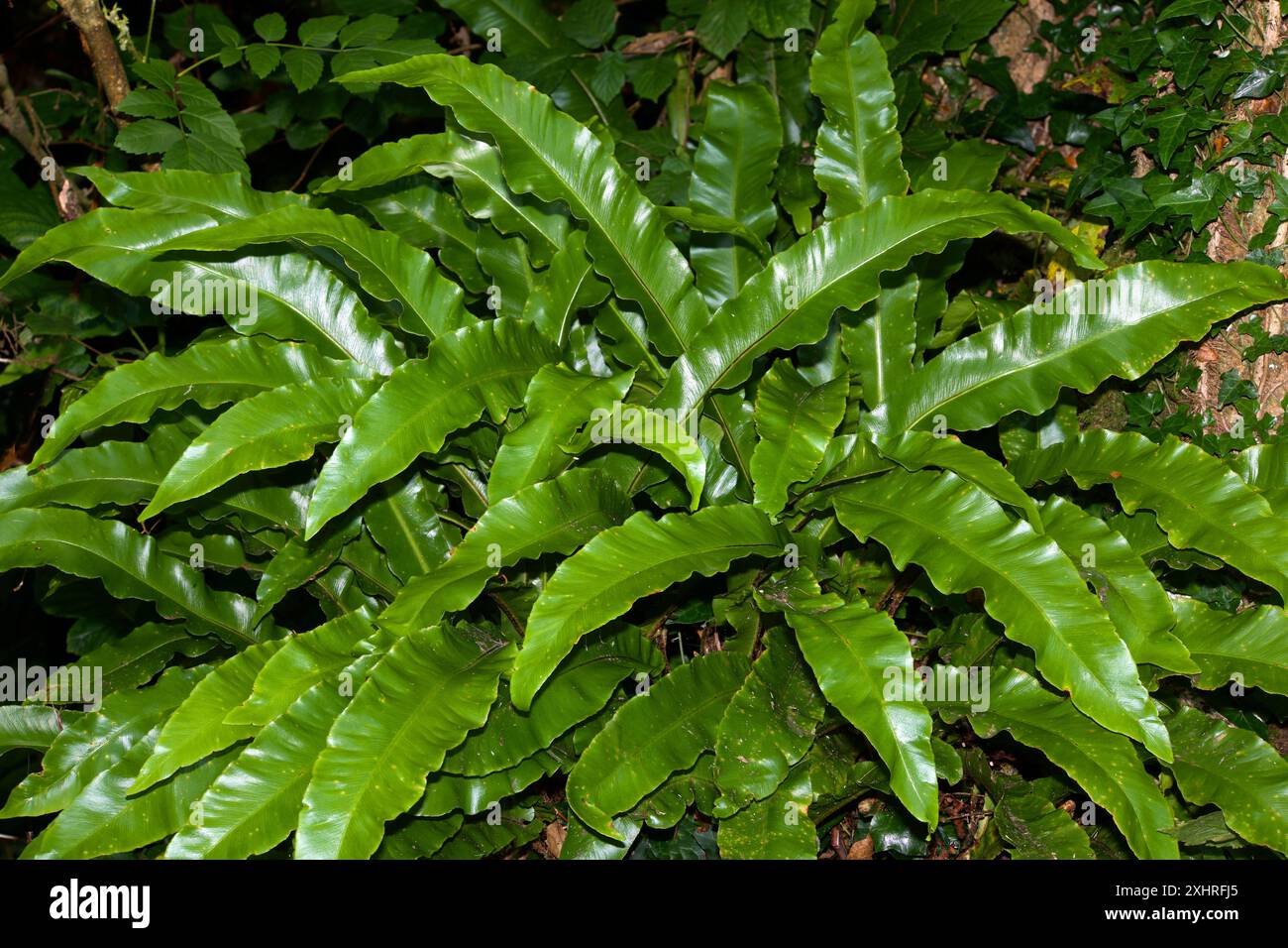 Asplenium scolopendrium (hart's-tongue fern) is an evergreen fern ...