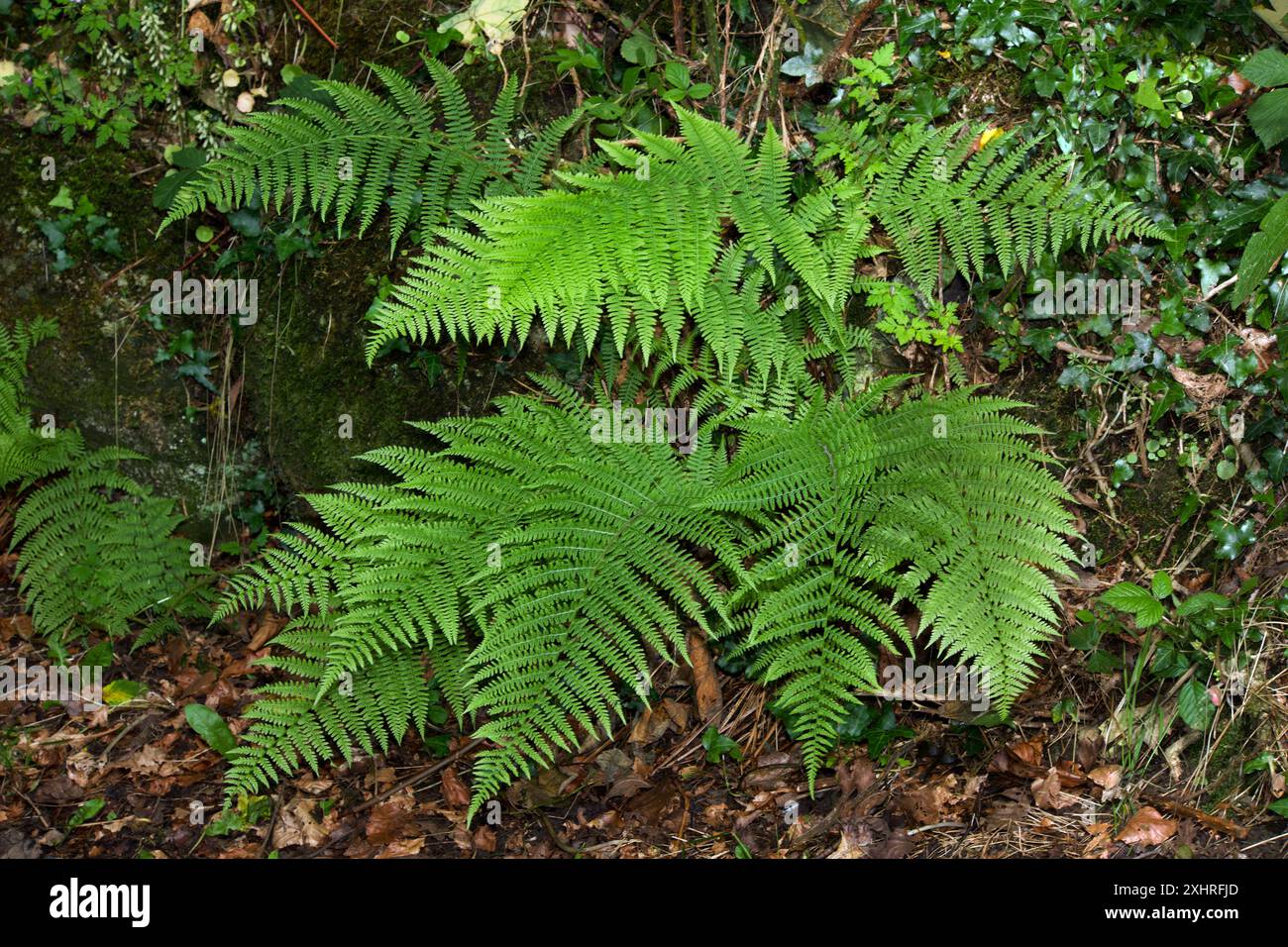 Fern native to temperate north africa hi-res stock photography and ...