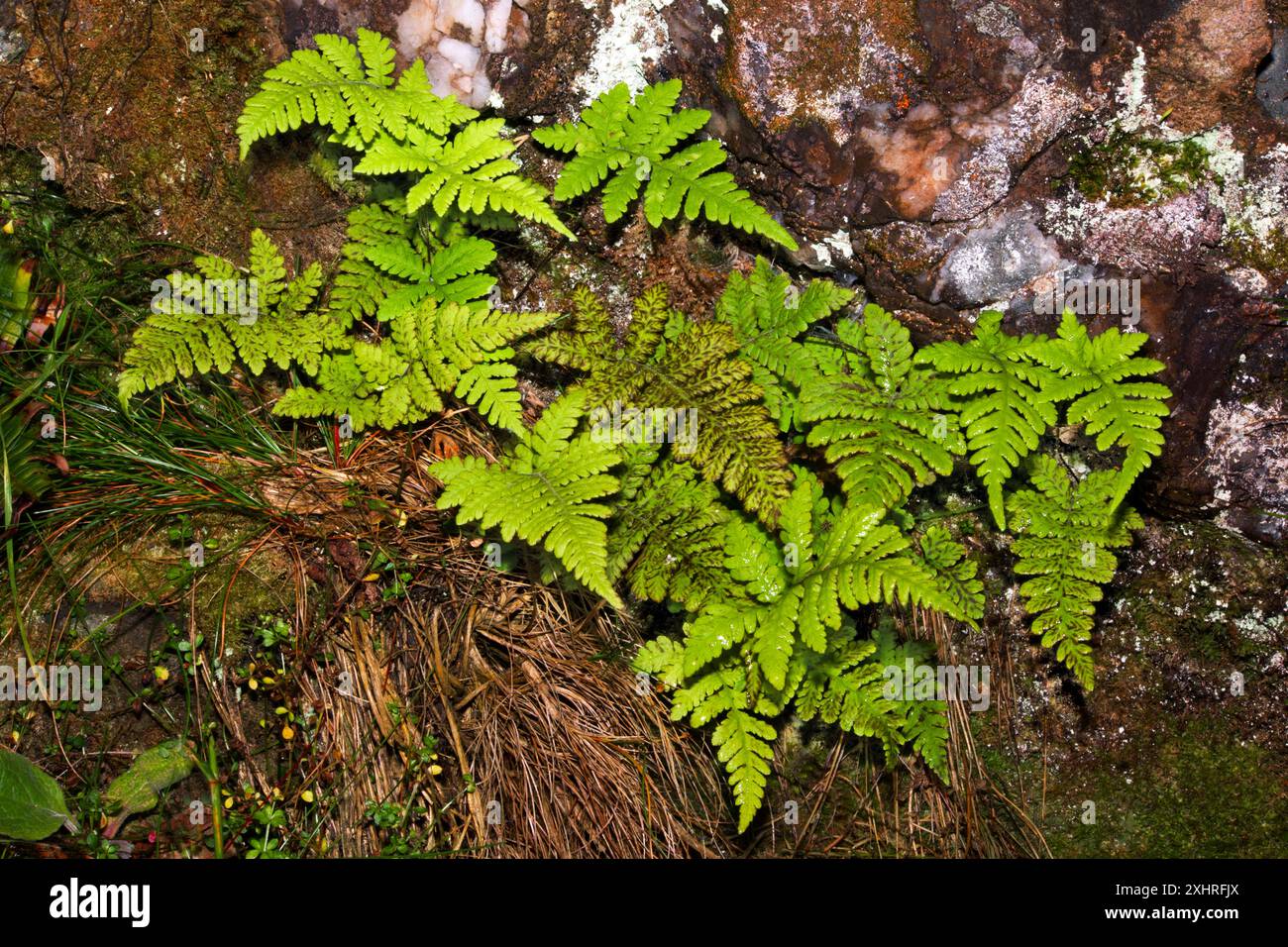Fern native to forests of the northern hemisphere hi-res stock ...