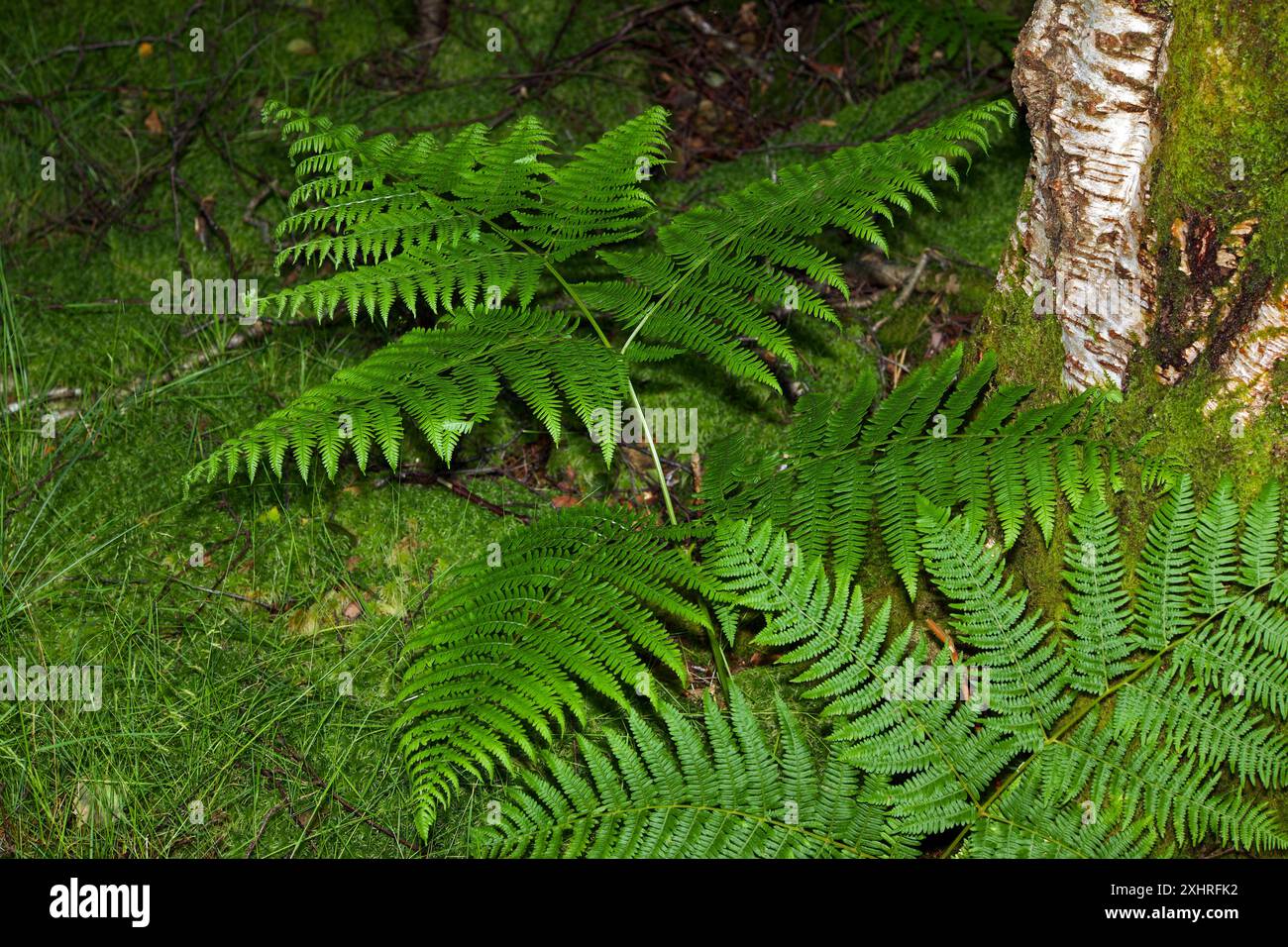 Pteridium aquilinum (bracken) occurs in temperate and subtropical ...