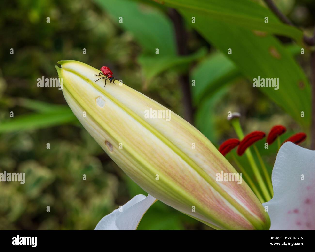 Pests red lily beetle hi-res stock photography and images - Alamy