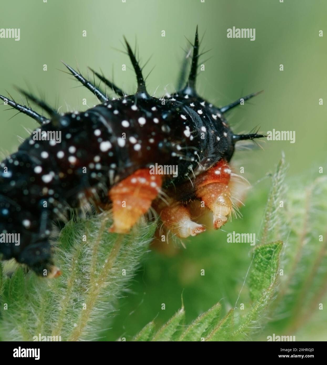 Macro, Close Up Of The Detail Of The Orange Leg Of The Fifth Instar Of ...