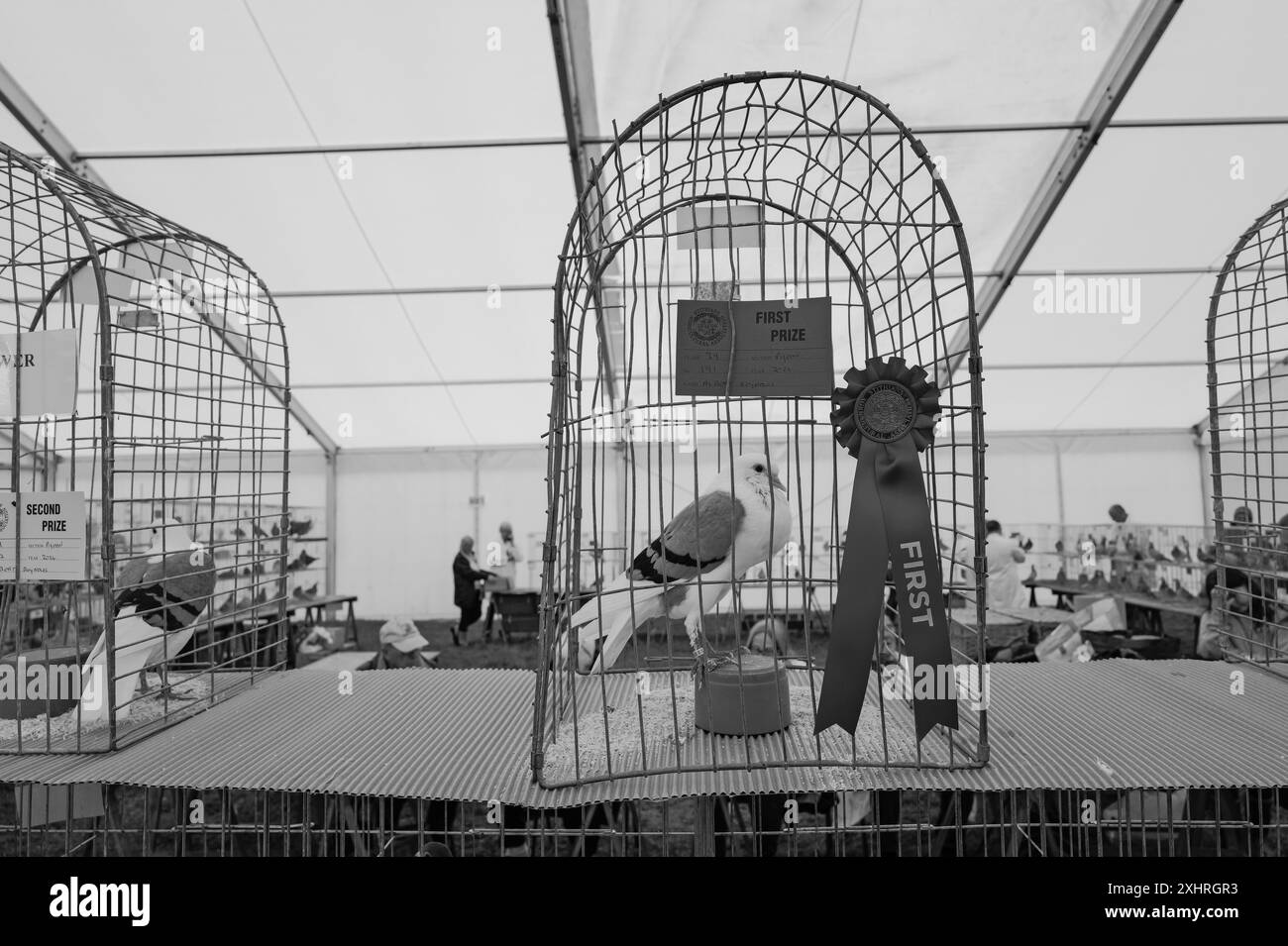 Stithians Show Cornwall Stock Photo - Alamy