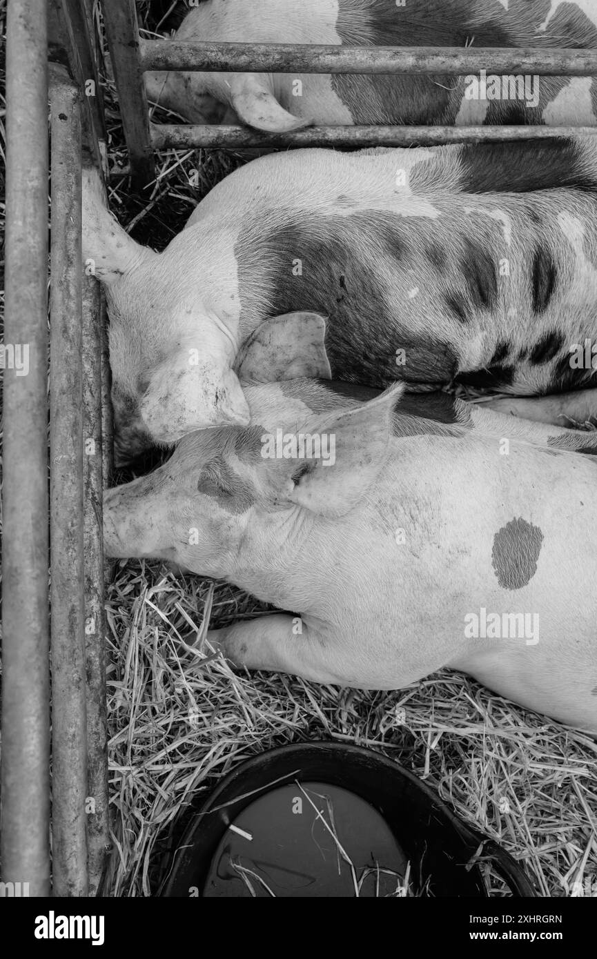 Stithians Show Cornwall Stock Photo - Alamy