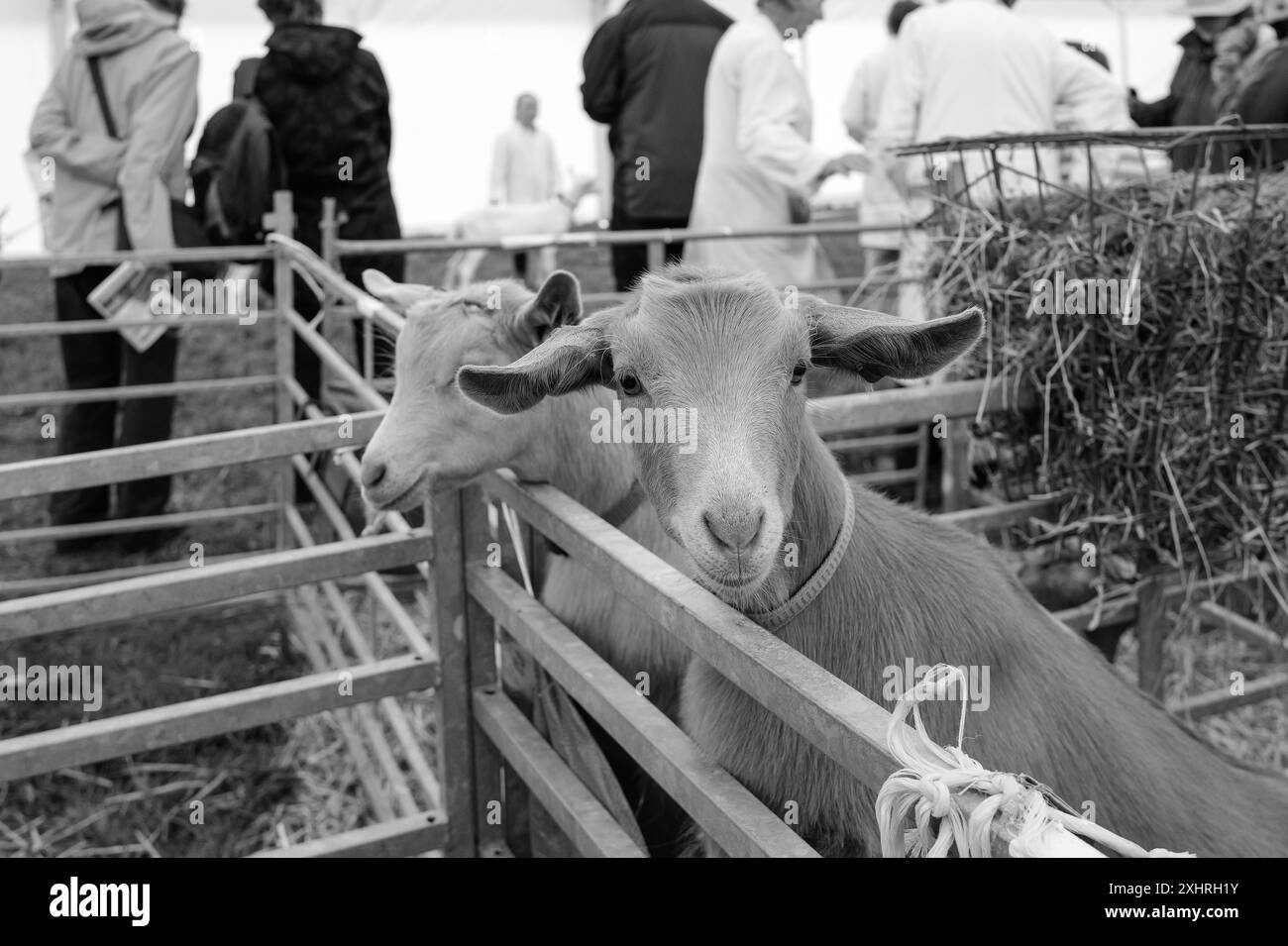 Stithians cornwall show Black and White Stock Photos & Images - Alamy
