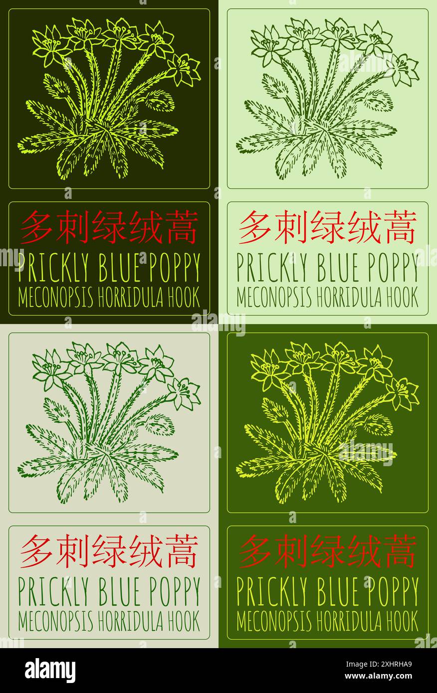 Set of vector drawing PRICKLY BLUE POPPY in Chinese in various colors ...