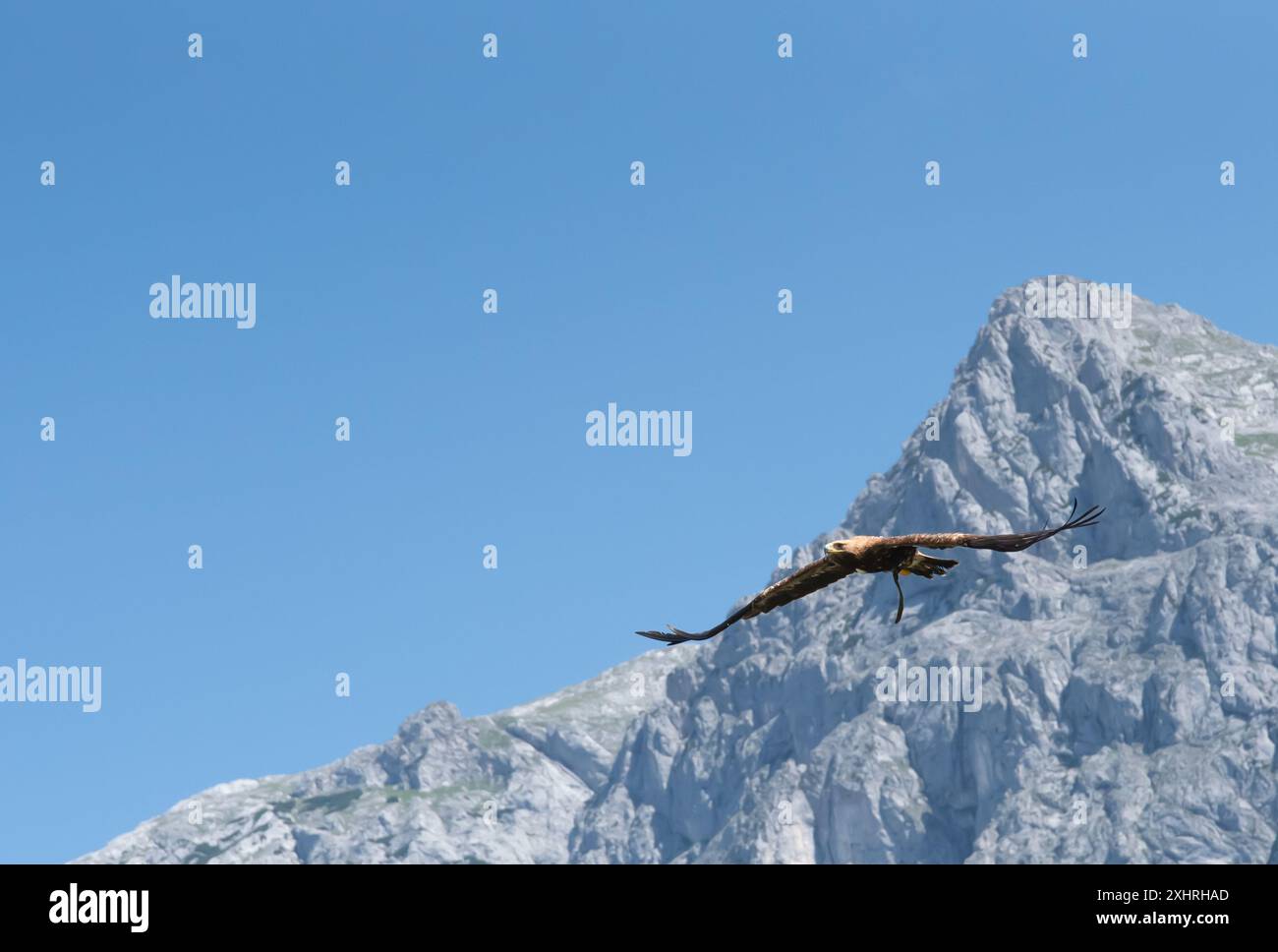 Vintage beautiful flying eagles hi-res stock photography and images - Alamy