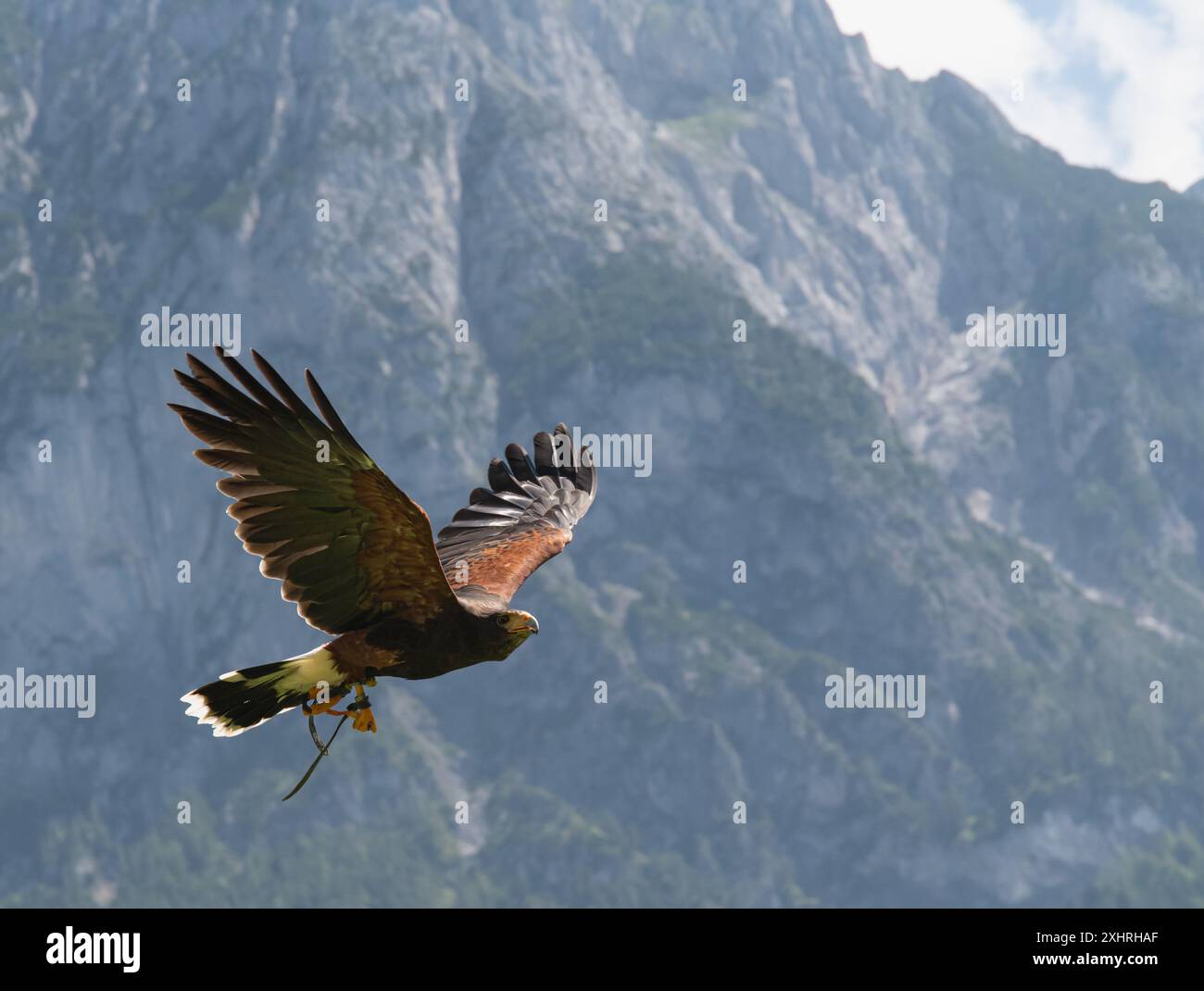 Vintage beautiful flying eagles hi-res stock photography and images - Alamy