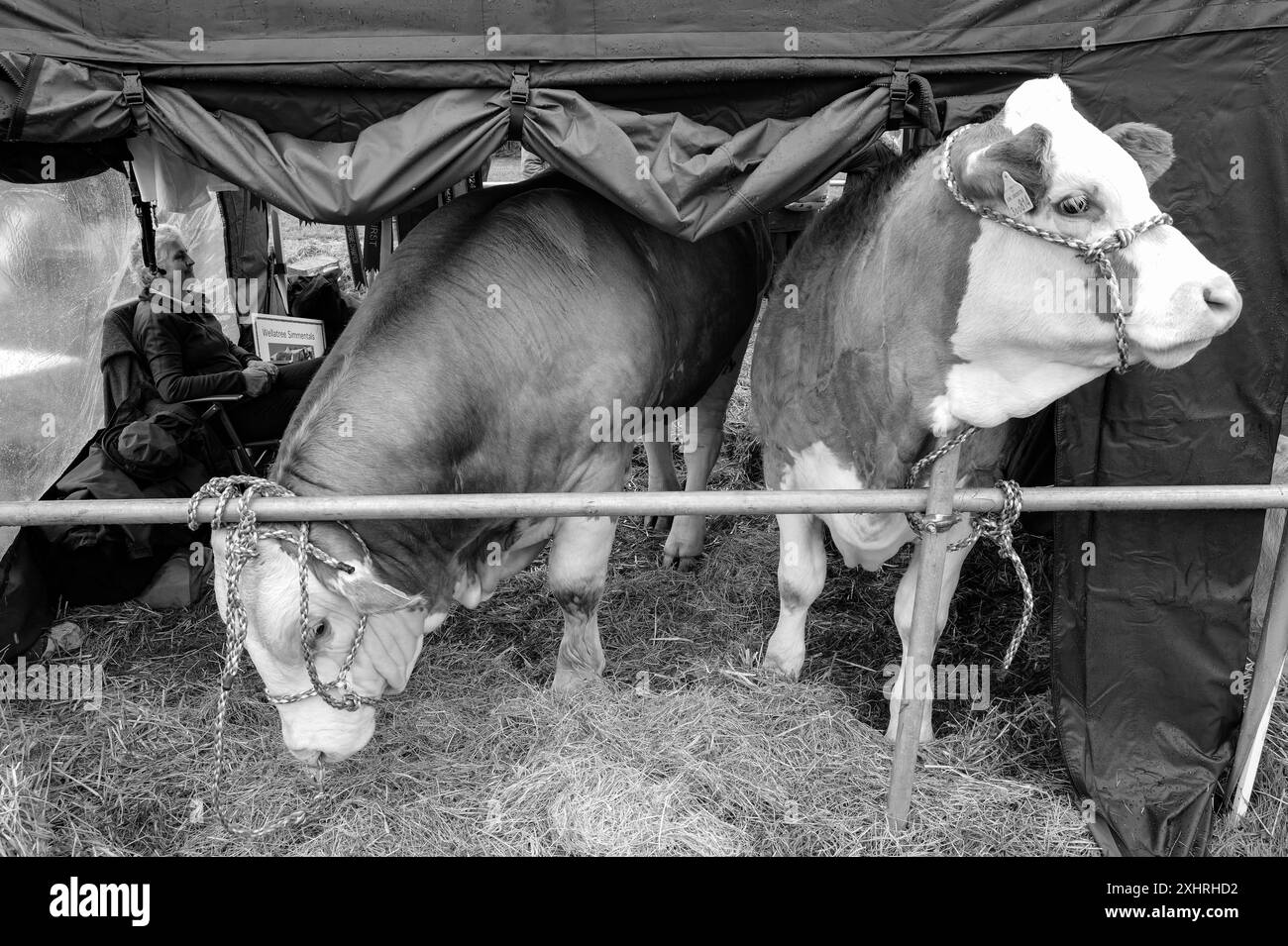 Stithians Show Cornwall Stock Photo - Alamy