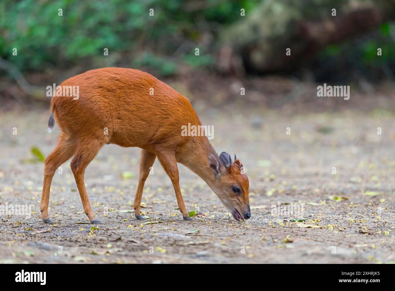 Red forest duiker (Cephalophus natalensis) antelope, iSimangaliso ...