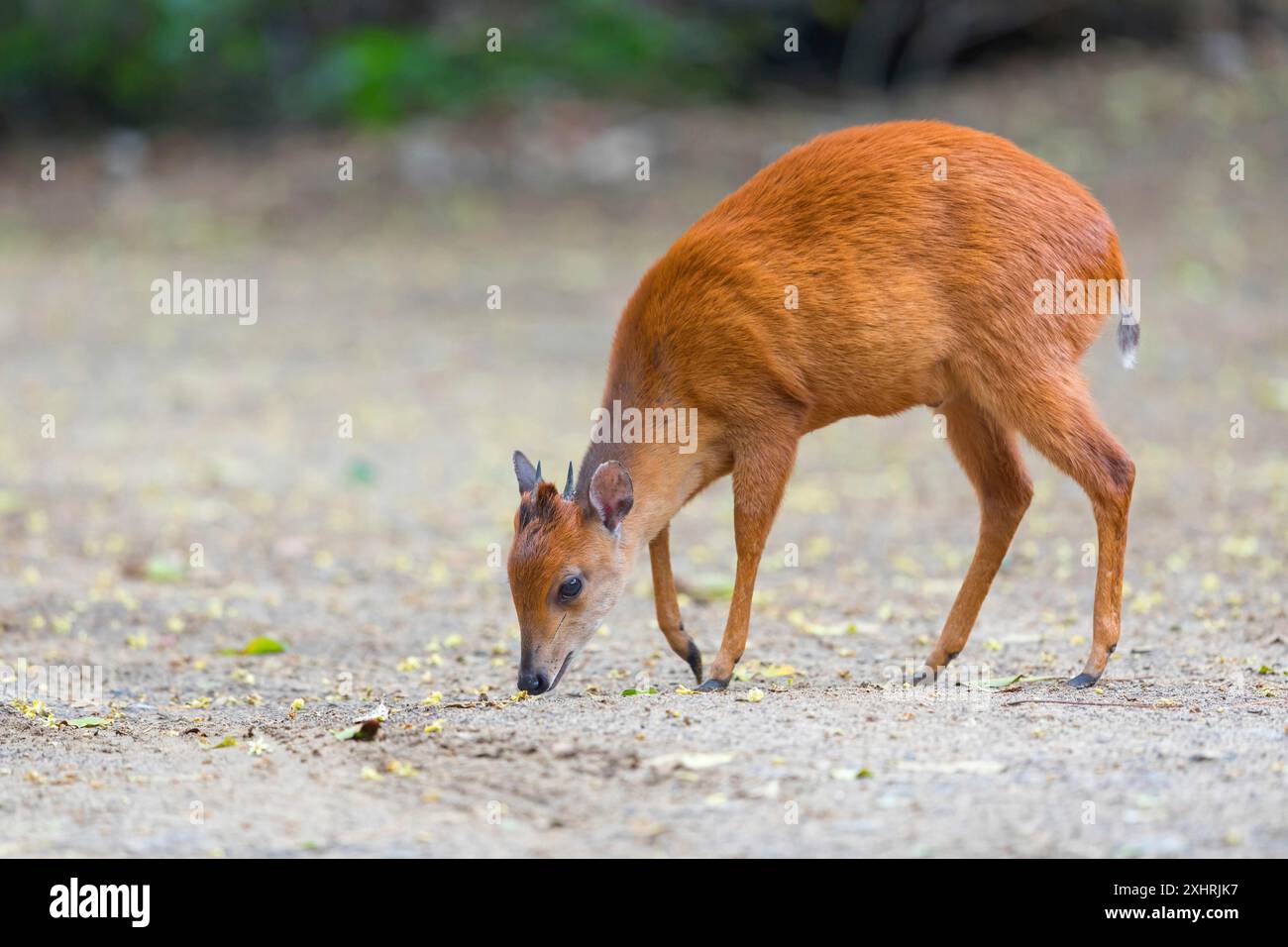 Red forest duiker (Cephalophus natalensis) antelope, iSimangaliso ...