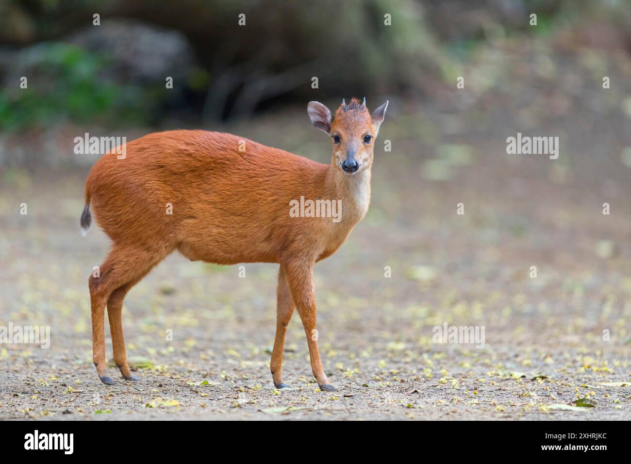 Red forest duiker (Cephalophus natalensis) antelope, iSimangaliso ...