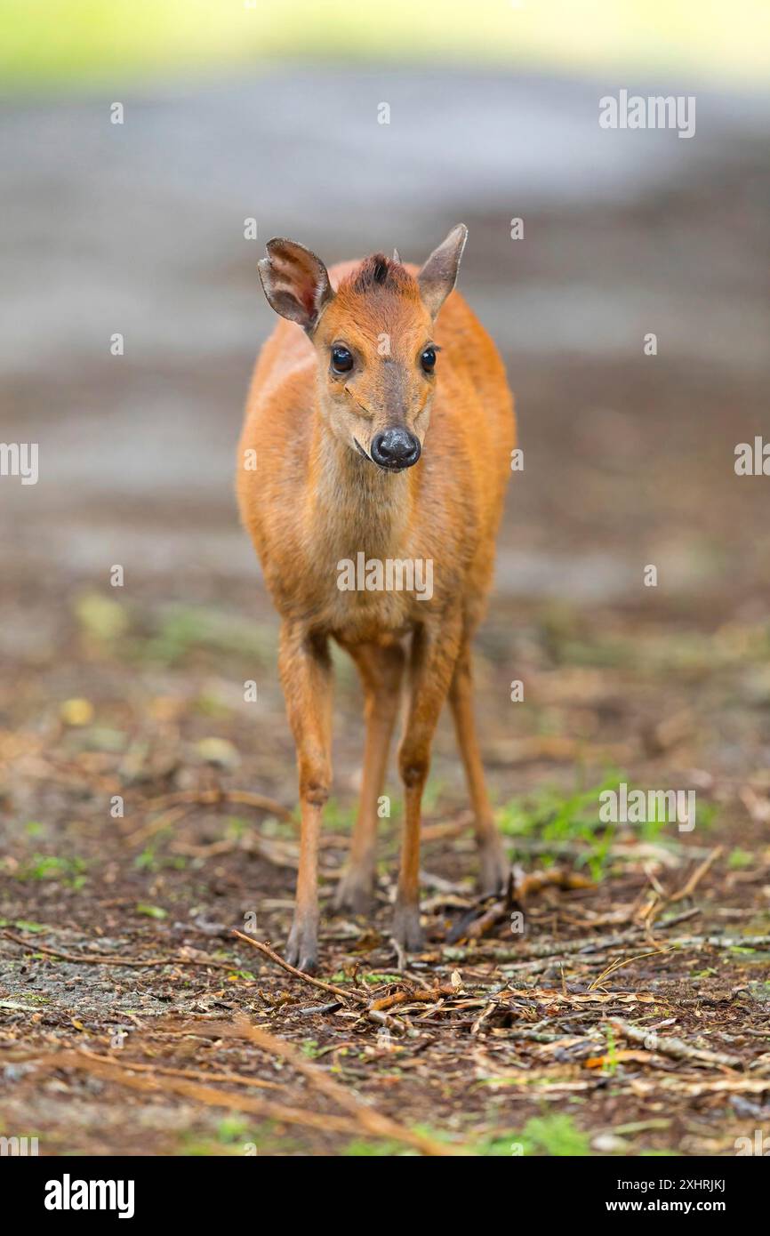 Red forest duiker (Cephalophus natalensis) antelope, iSimangaliso ...